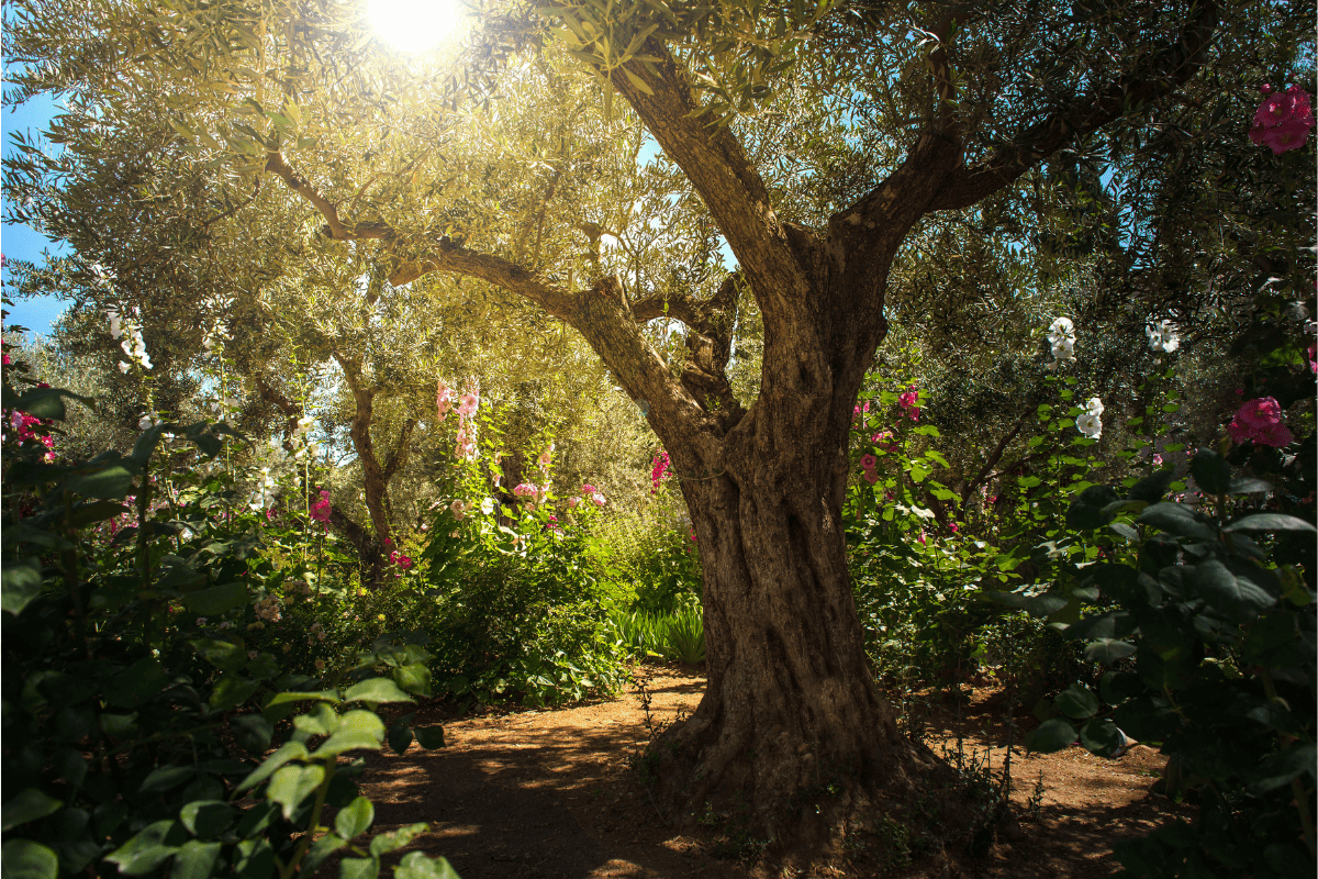 Explore 12 Ancient Biblical Sites in Israel