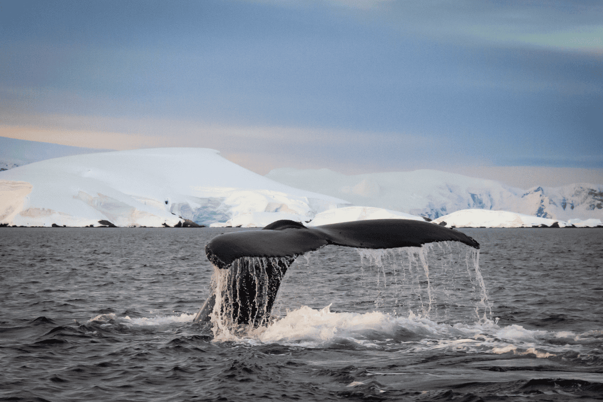 10 Famous Expeditions to Antarctica: Exploring the Ice Frontier