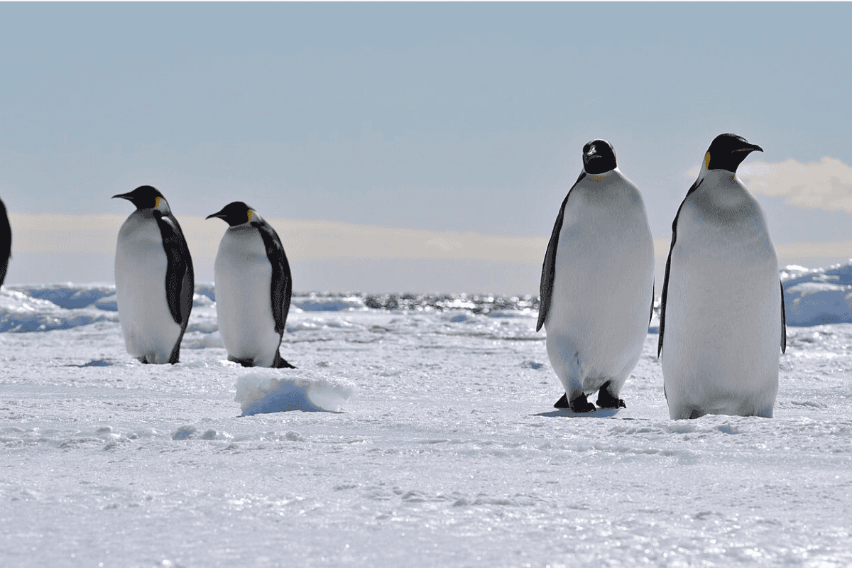 10 Famous Expeditions to Antarctica: Exploring the Ice Frontier